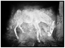 Michael Ackerman - Michael Ackerman